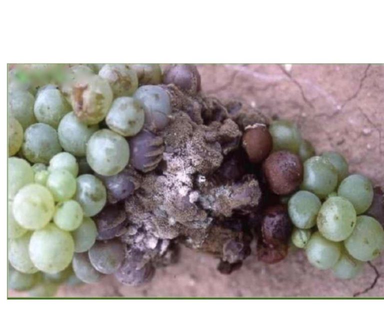 Enfermedades de las uvas y las vides - Vinos Bierzo
