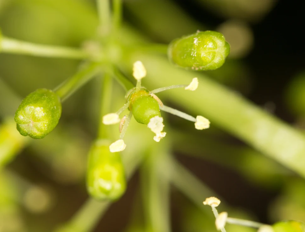 La formación de la flor en la uva - Vinos Bierzo