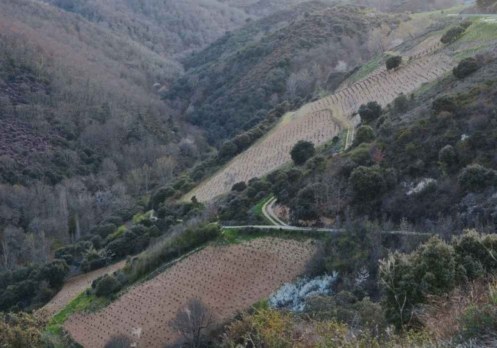 "Explorando las Características de algunas Bodegas de Vino del Bierzo ...