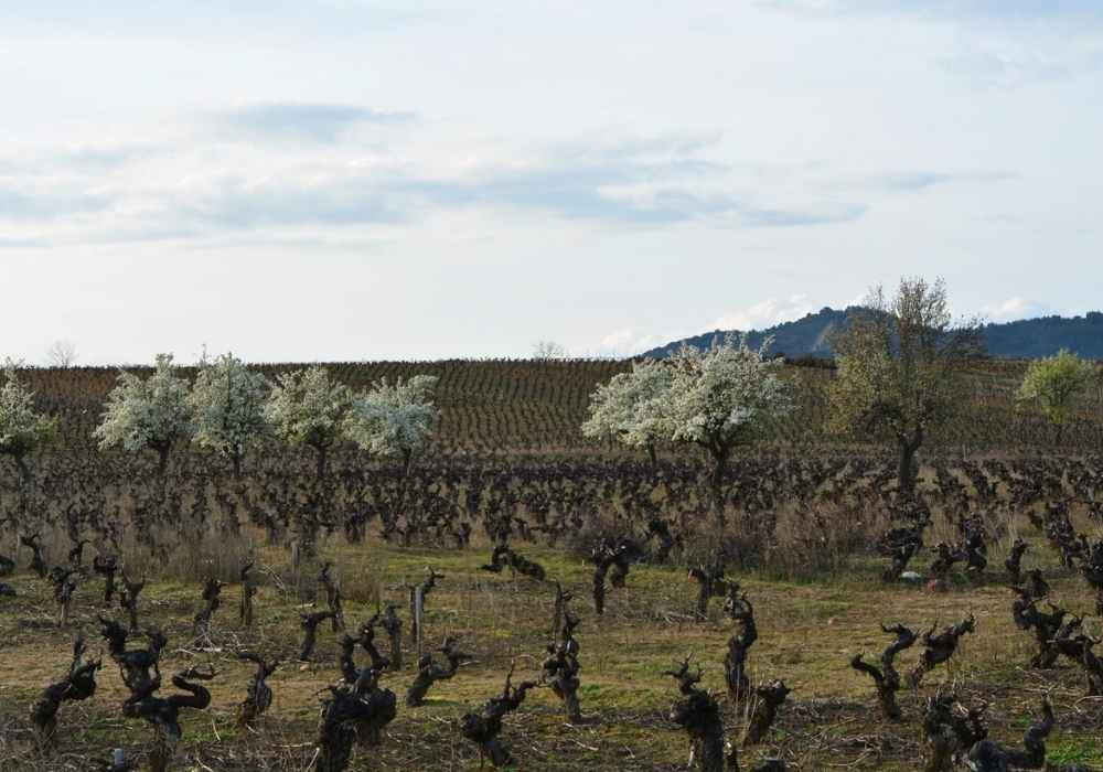 "Explorando las Características de algunas Bodegas de Vino del Bierzo ...